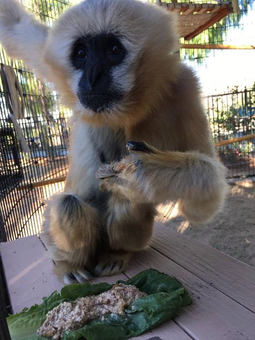 Alumni – Moorpark College Zoo
